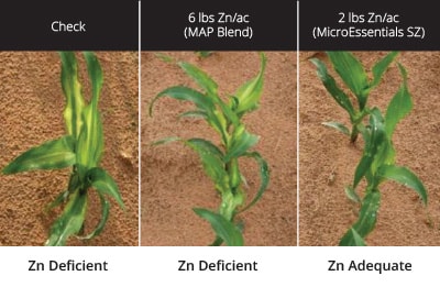Corn Zinc Rate Study - AgriFacts | Mosaic Crop Nutrition