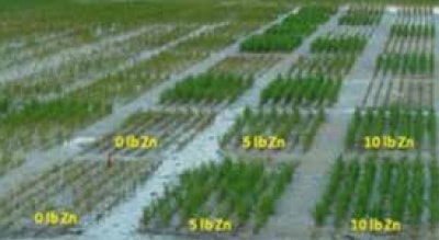 Rice Zinc Study - AgriFacts | Mosaic Crop Nutrition