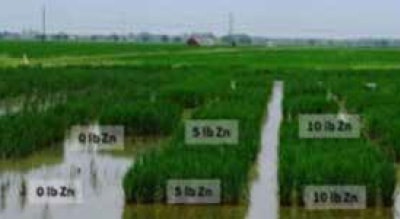 Rice Zinc Study - AgriFacts | Mosaic Crop Nutrition