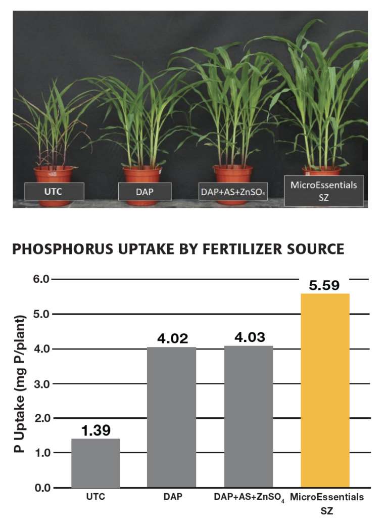 MicroEssentials® SZ® Phosphorus Uptake (Greenhouse Trial) vs DAP and ...