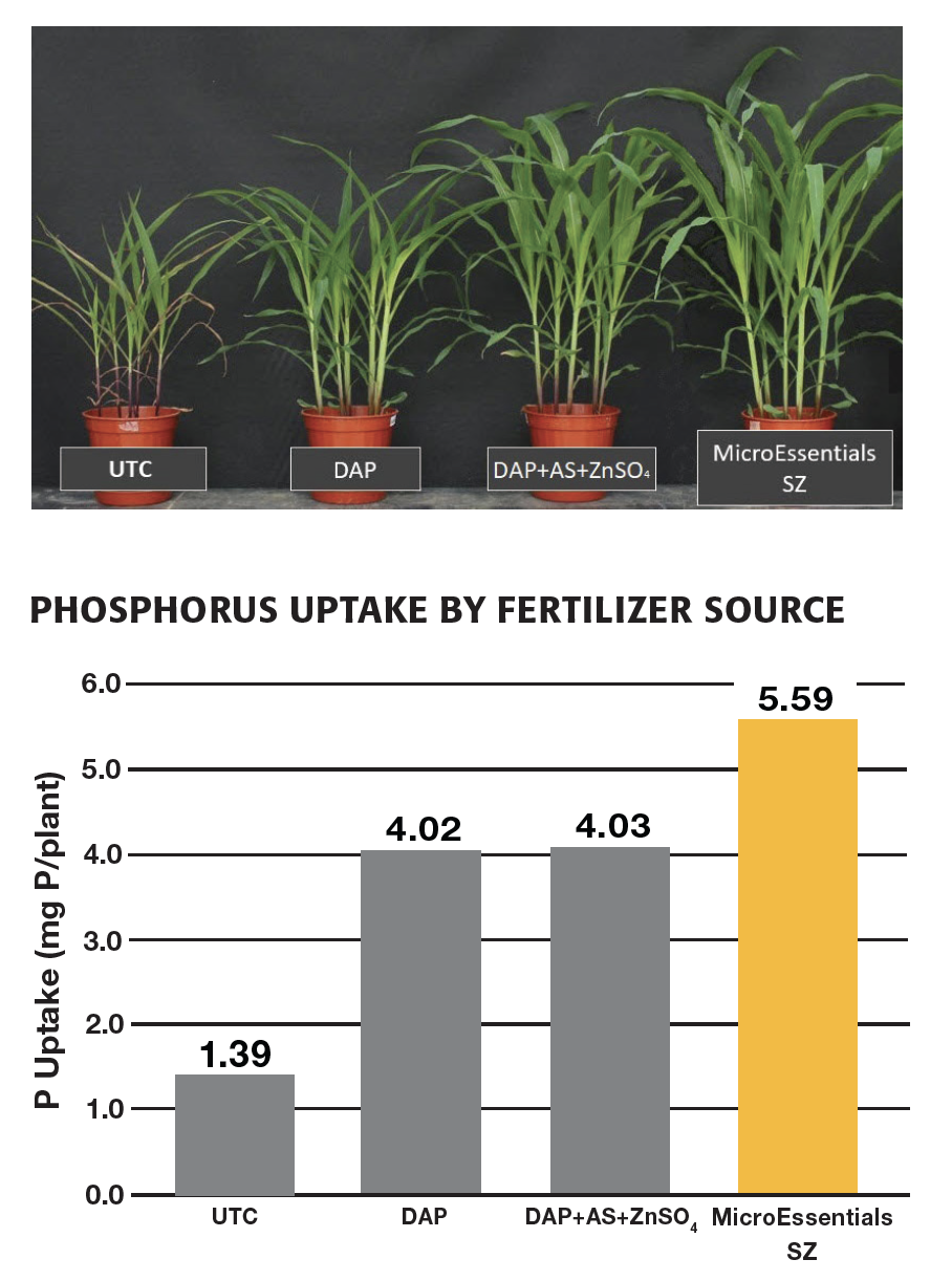 MicroEssentials® SZ® Phosphorus Uptake (Greenhouse Trial) vs DAP and DAP Blend in V6 Corn ...