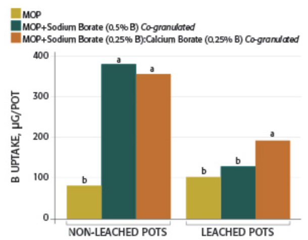 Boron – How to Extend Nutrient Availability | Mosaic Crop Nutrition