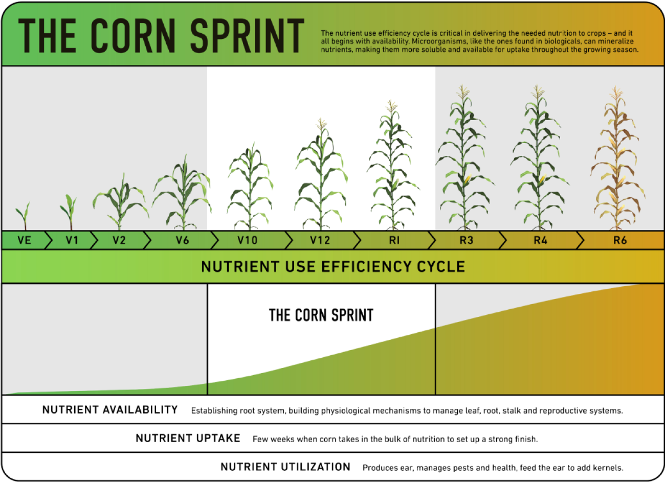 Unlock the Secrets of Rapid Corn Growth | Mosaic Crop Nutrition