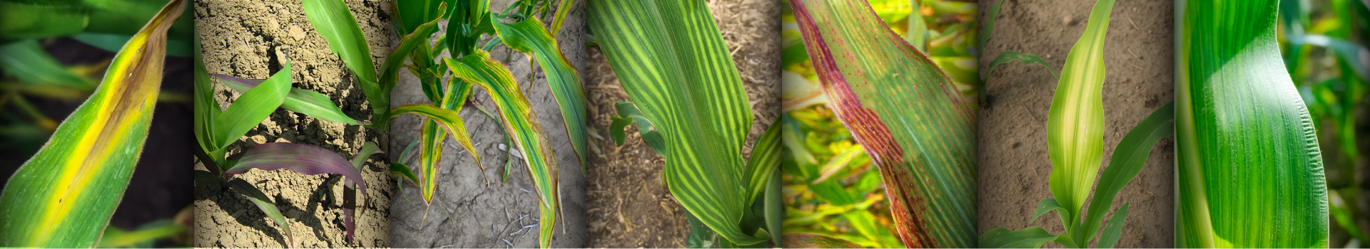 Identifying and Addressing Nutrient Deficiencies | Mosaic Crop Nutrition