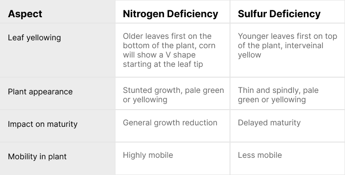Tackling Nitrogen and Sulfur Gaps for Better Crop Yields | Mosaic Crop Nutrition