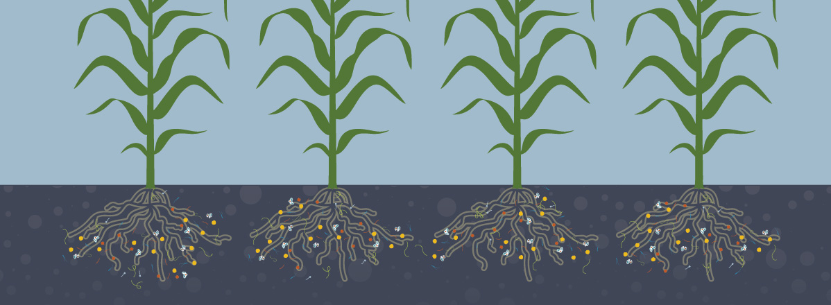 How bio crop nutrition works | Mosaic Crop Nutrition