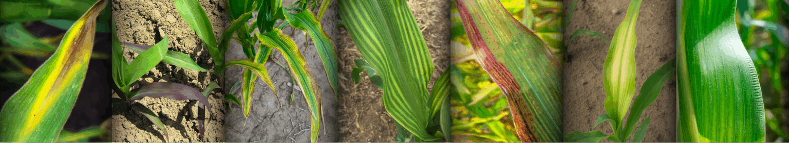 Identifying and Addressing Common Nutrient Deficiencies | Mosaic Crop ...